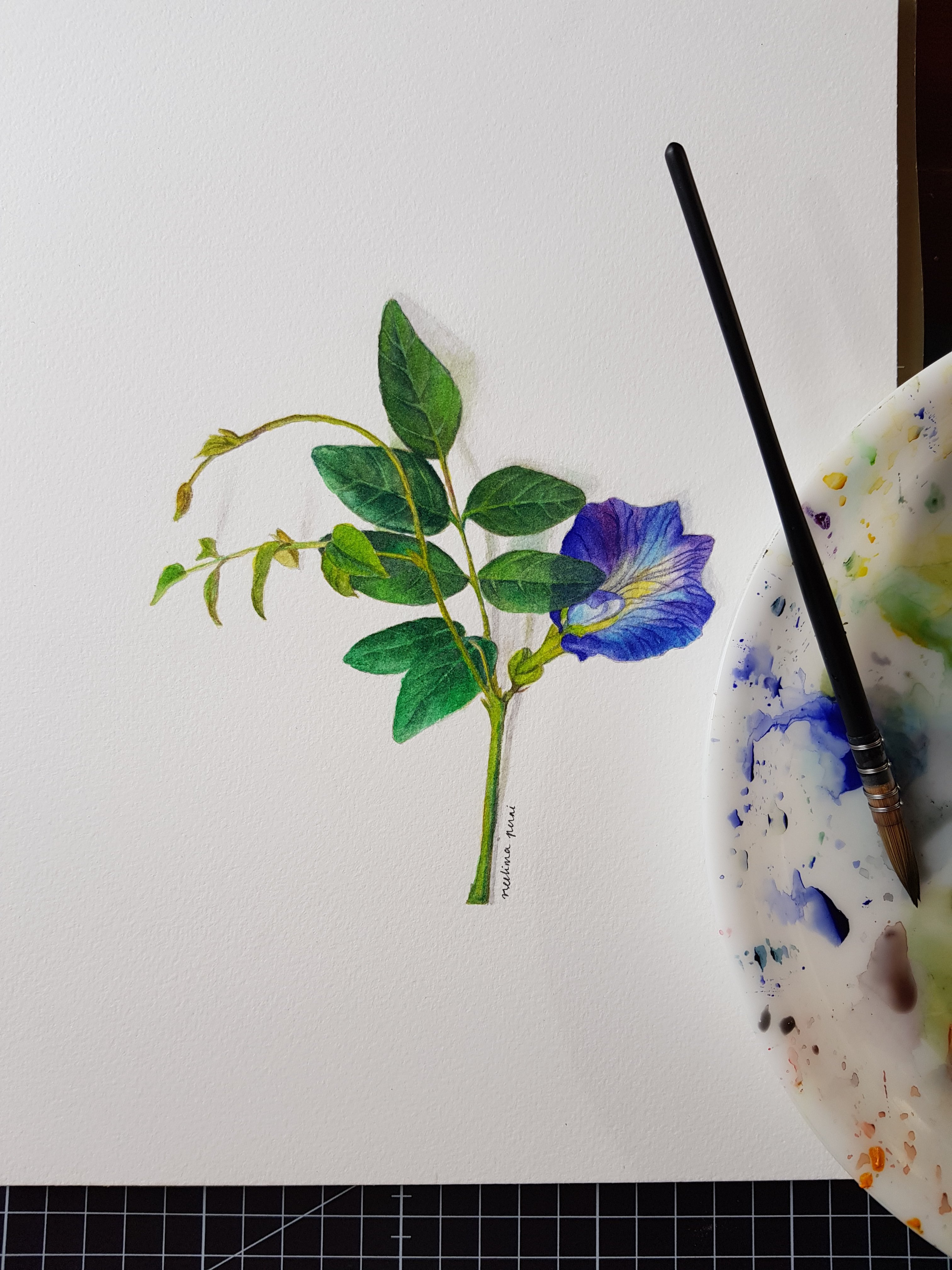 Butterfly pea plant/ Musselshell creeper – Watercolor Journal