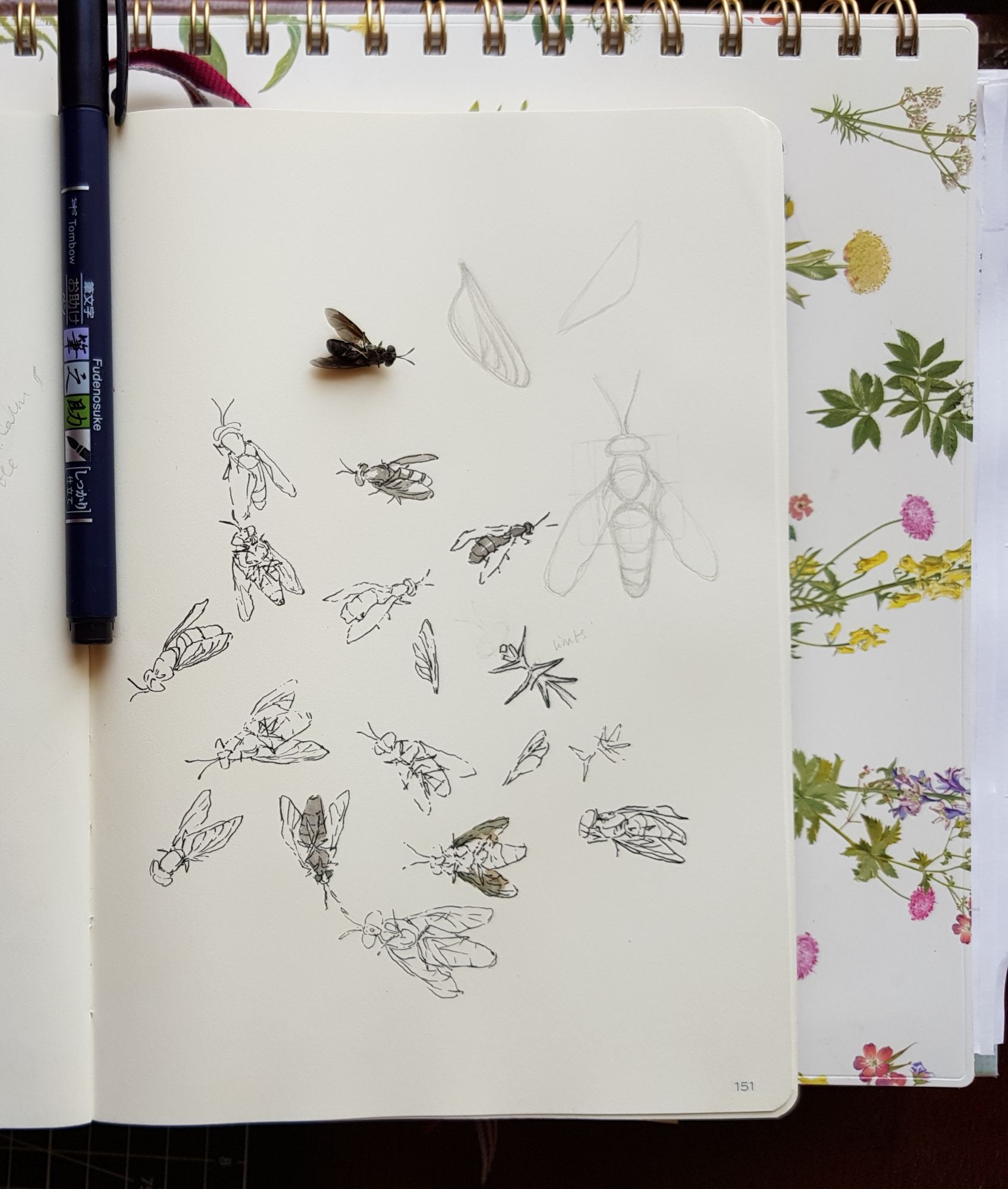 Insect sketches – Watercolor Journal
