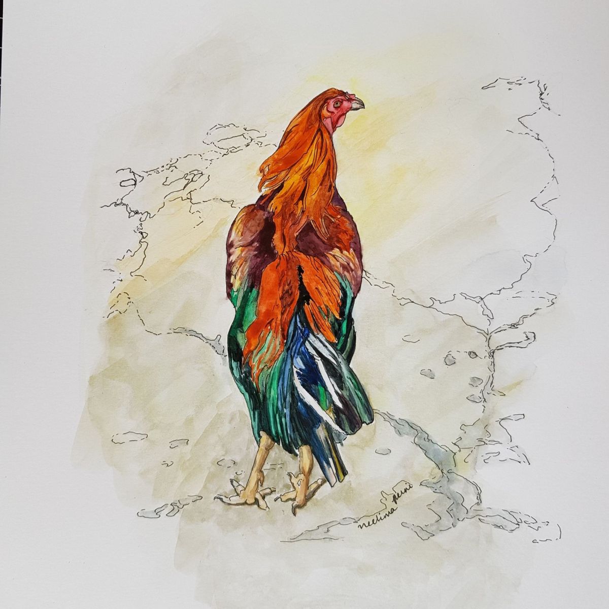 Rooster – pen and wash drawing stages – Watercolor Journal