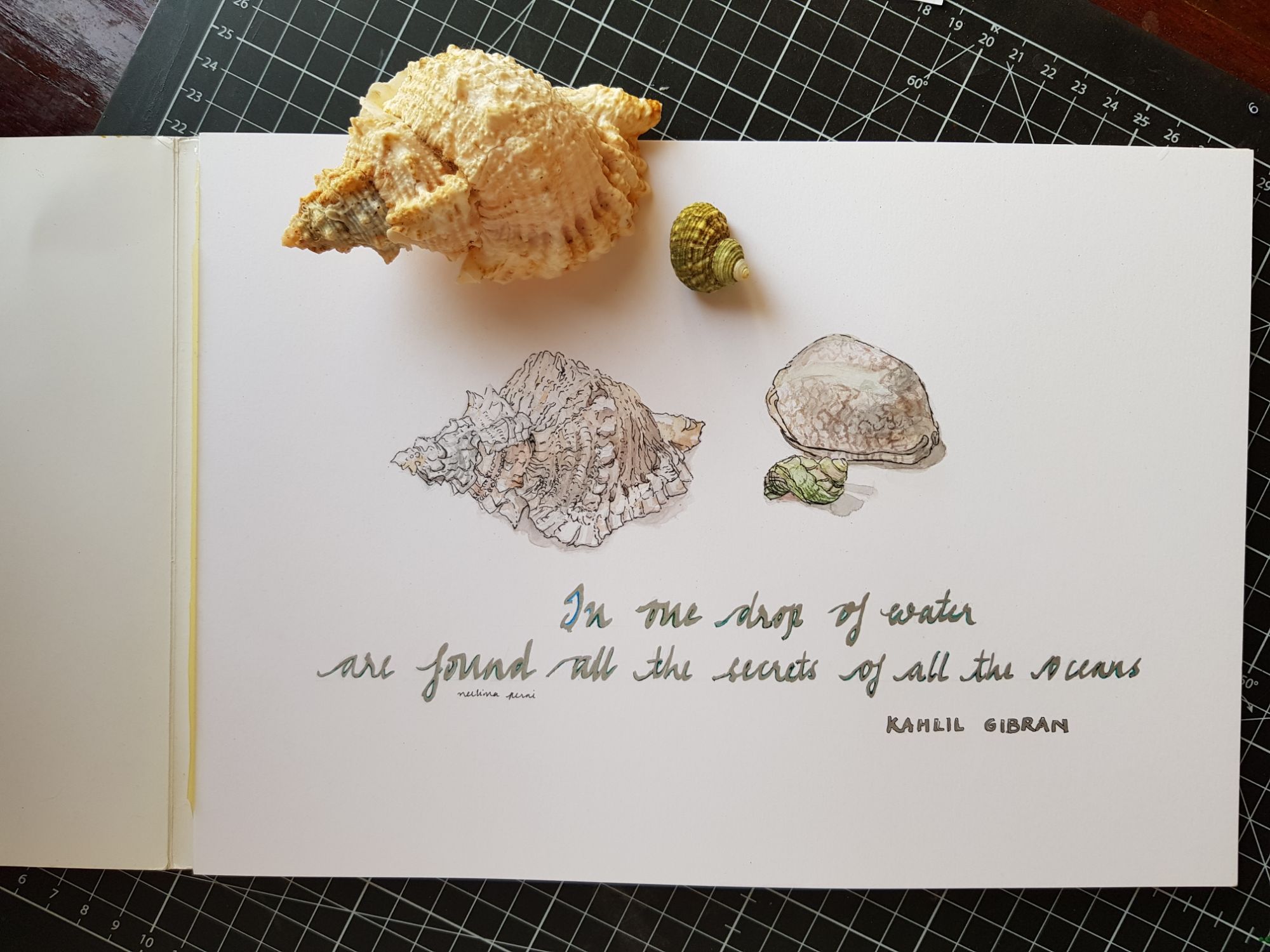 Sea shells pen and wash drawing stages and final – Watercolor Journal