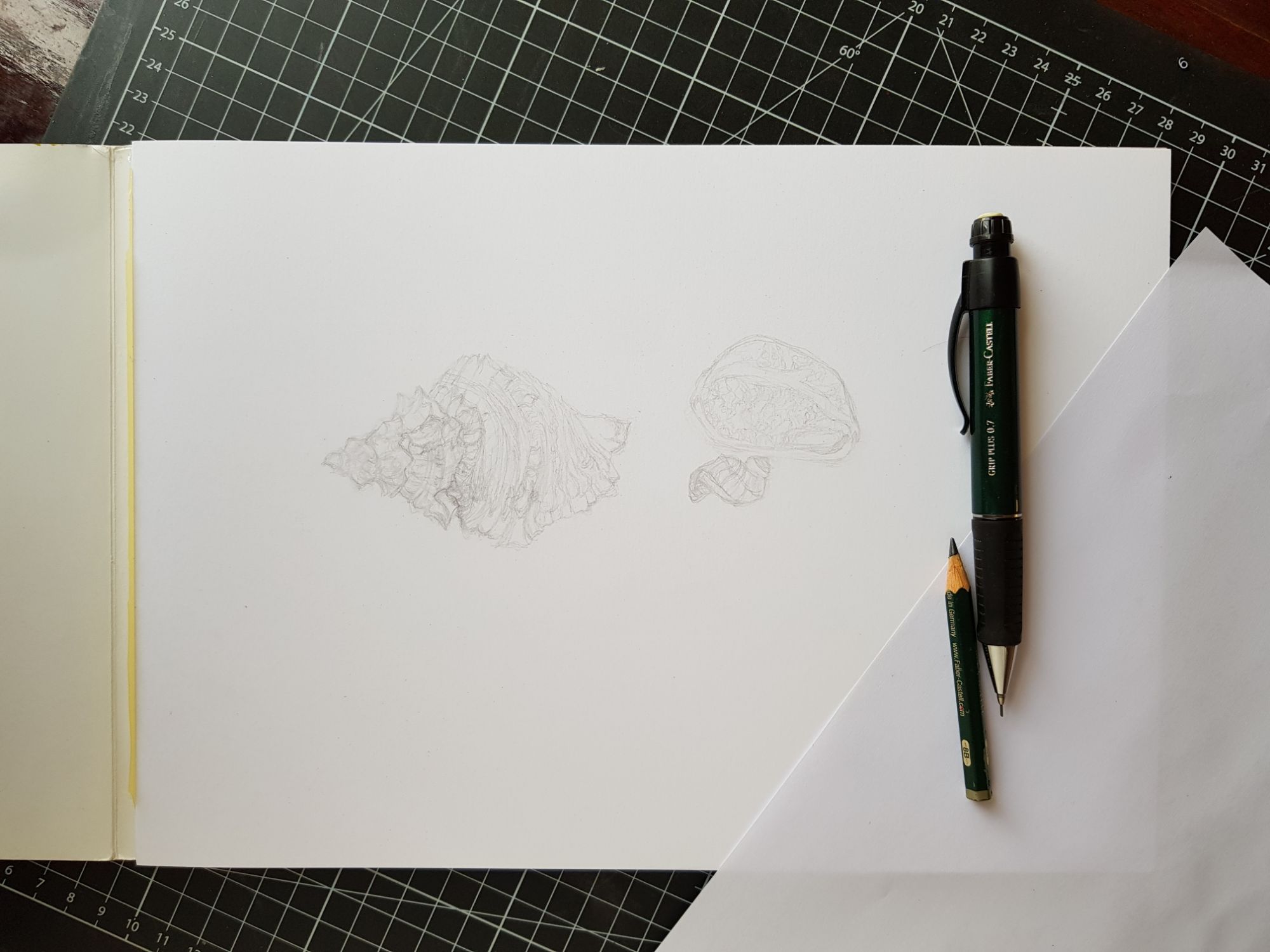 Sea shells pen and wash drawing stages and final – Watercolor Journal