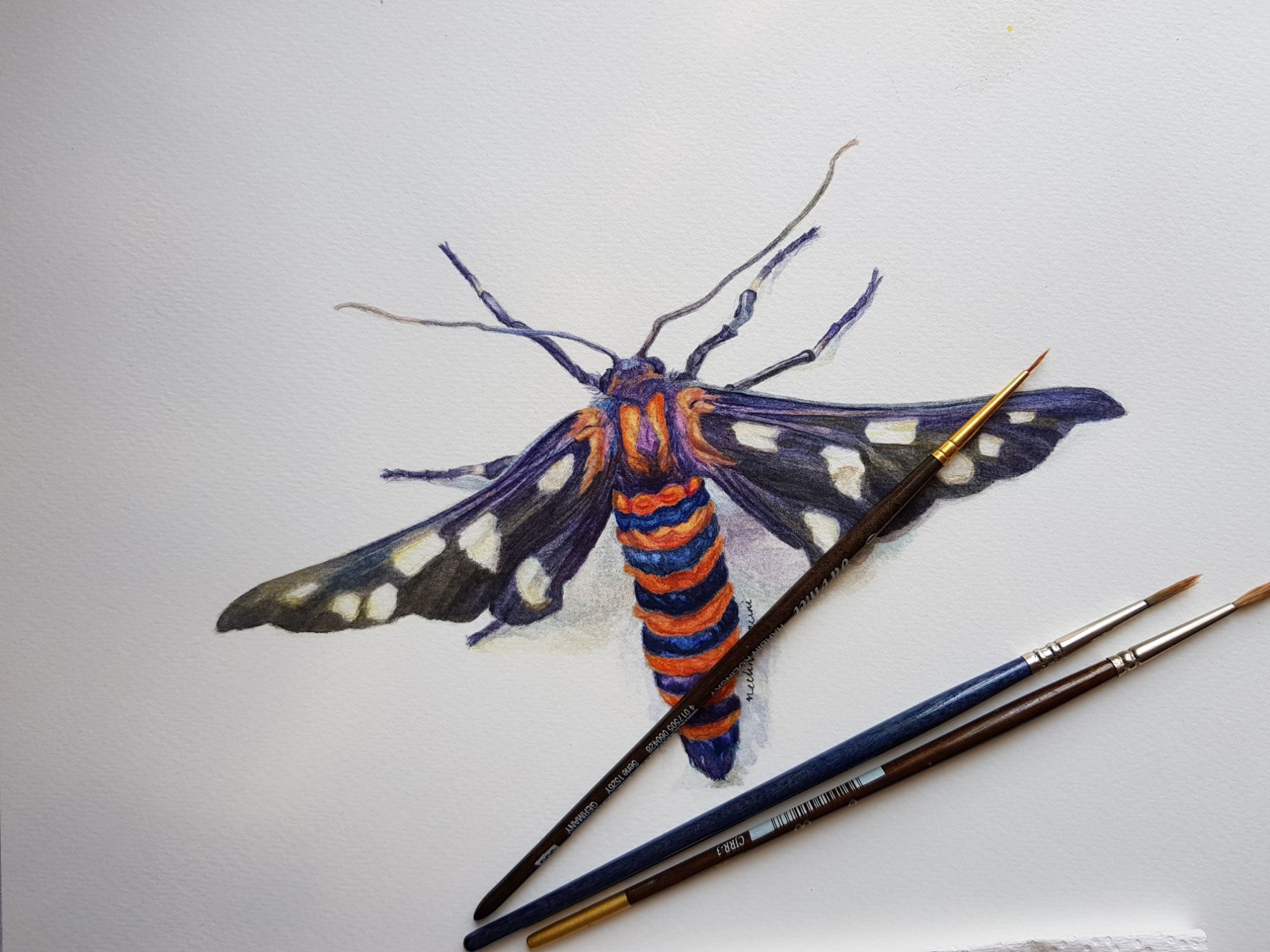 Tiger moth watercolor on paper – Watercolor Journal